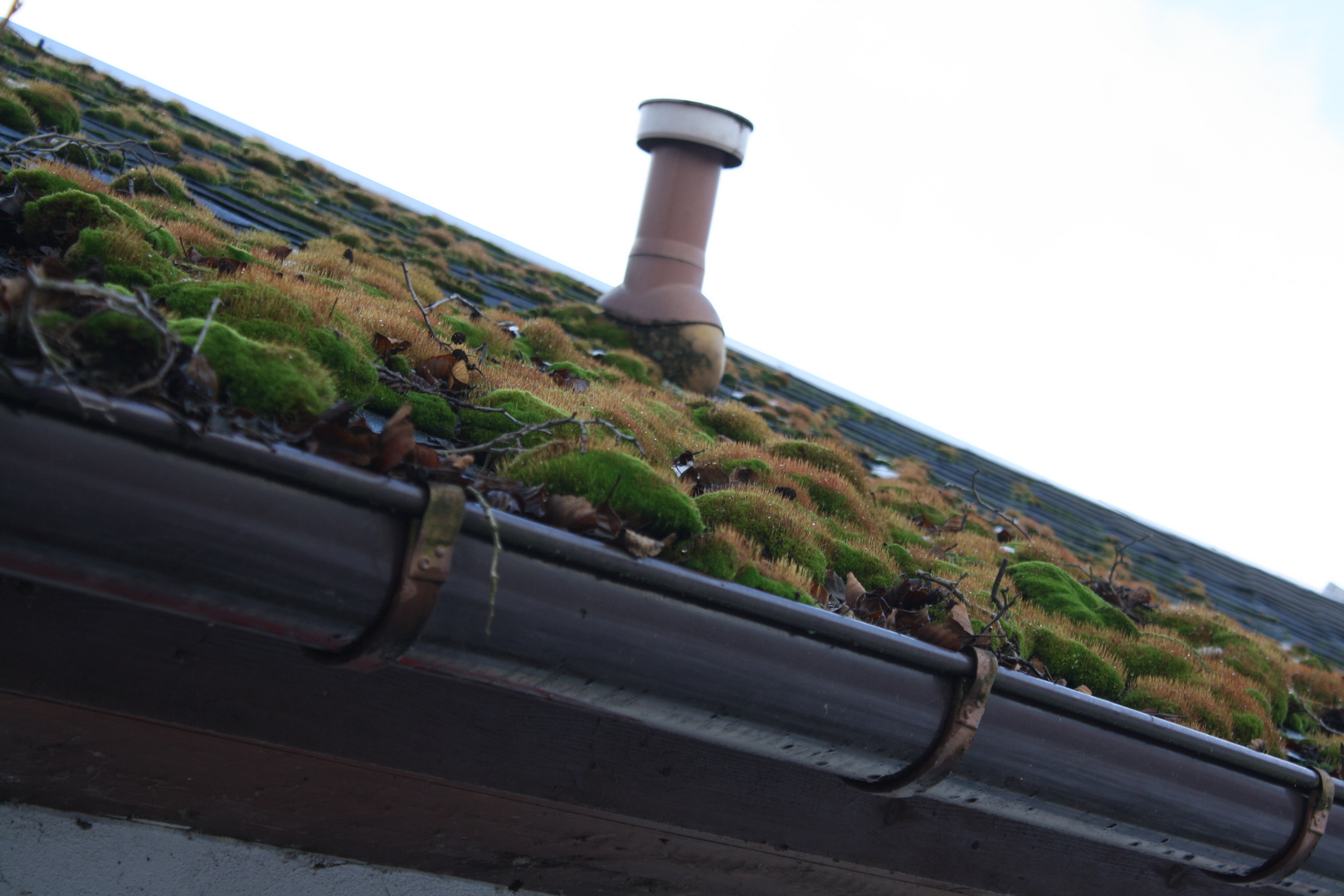 Das Dach Foto & Bild | natur-kreativ, fotos, spezial Bilder auf ...