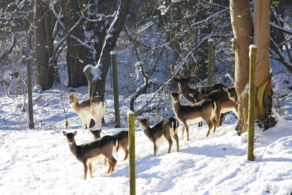 das Damwild im Gehege fühlt sich wohl im Schnee Foto & Bild | tiere ...