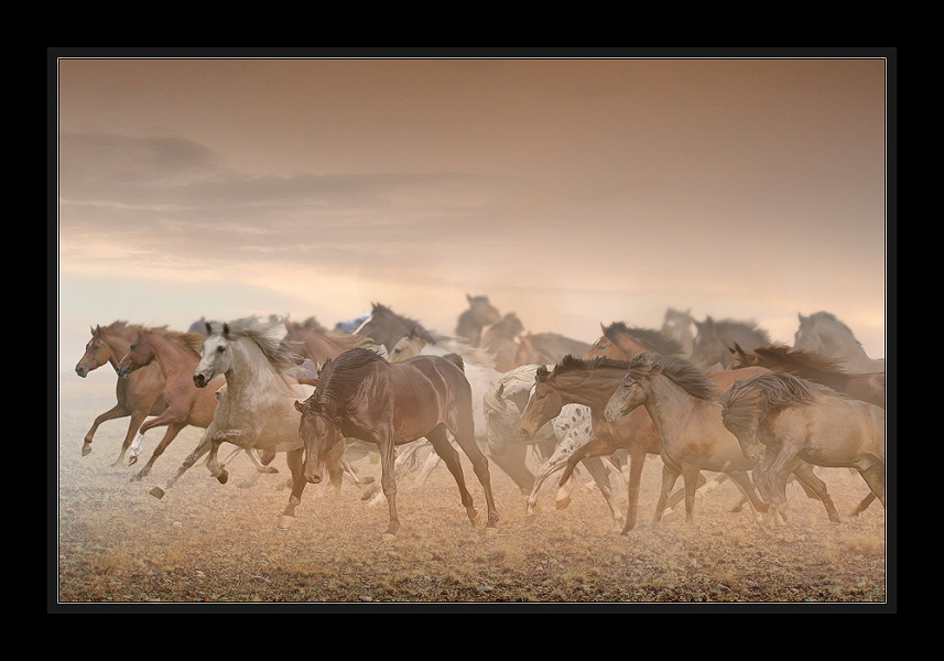 Das Donnern der Hufe Foto & Bild | fotomontage, digiart Bilder auf ...