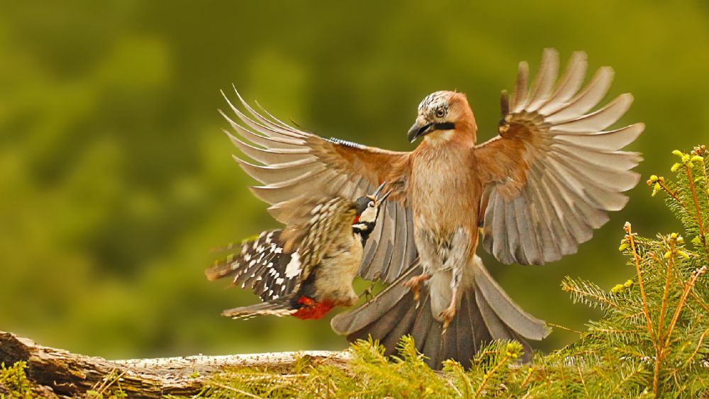 Das Duell: ... Foto & Bild | tiere, wildlife, wild lebende vögel Bilder ...