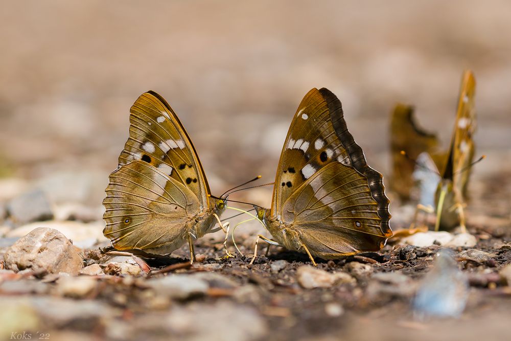 Das Duell Foto & Bild | tiere, wildlife, schmetterlinge Bilder auf ...