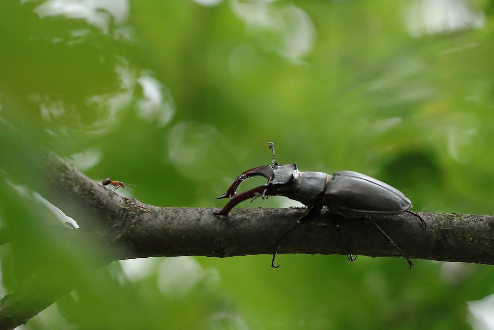 Das Duell Foto & Bild | tiere, wildlife, insekten Bilder auf fotocommunity