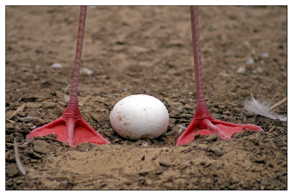 Das Ei des Flamingo Foto & Bild | tiere, zoo, wildpark & falknerei ...