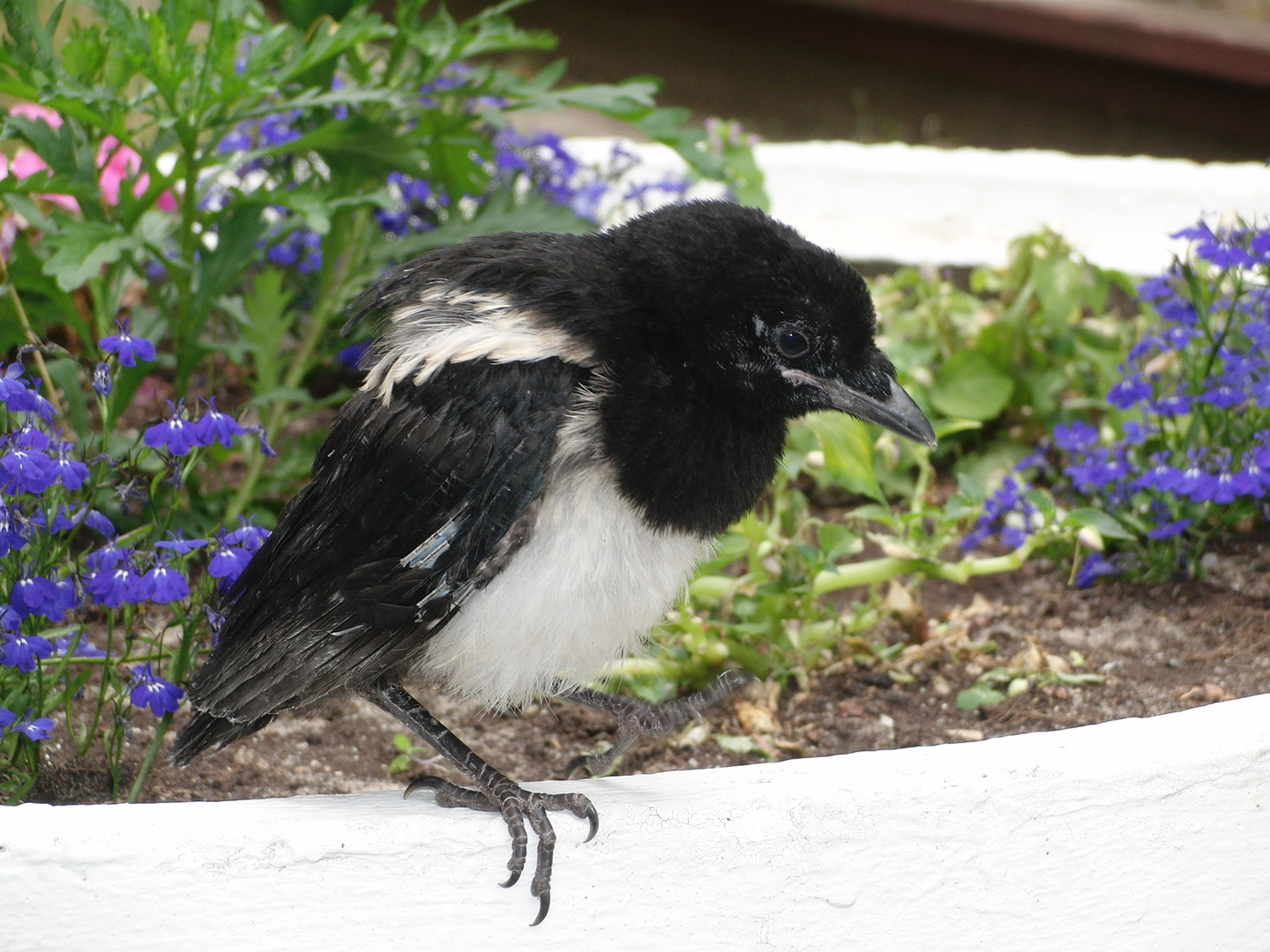 Das "Elsternbaby" auf Entdeckungstour ! Foto & Bild | tiere, tierkinder ...