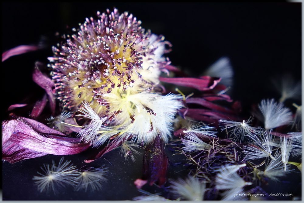Das Ende.... Foto & Bild | natur-makros, projekte, natur-tabletop Bilder auf fotocommunity
