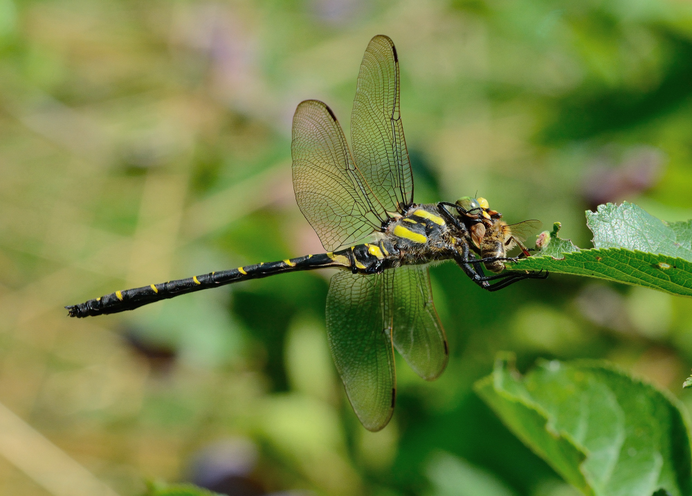 Das Ende einer Biene Foto & Bild | tiere, wildlife, libellen Bilder auf ...