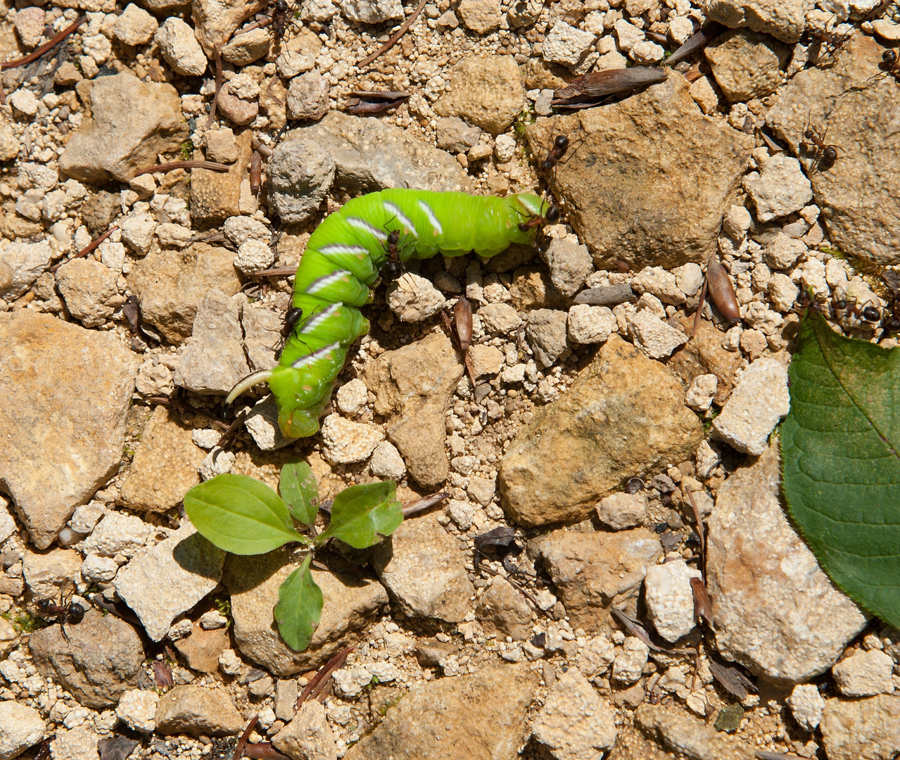 Das Ende einer Raupe vom Abend-Pfauenauge Foto & Bild | tiere, wildlife ...