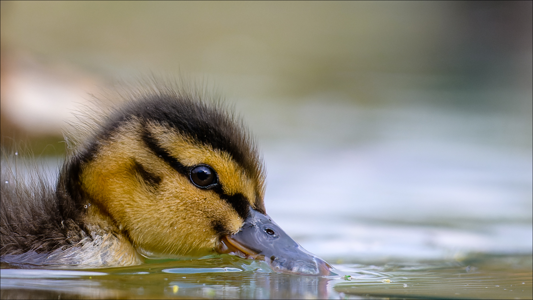 Das Entchen Foto & Bild | tiere, wildlife, wild lebende vögel Bilder ...