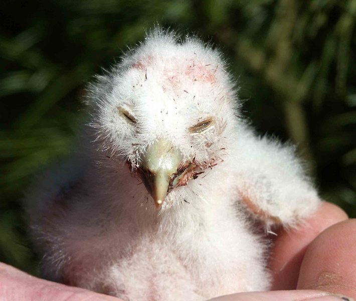 Das erste Eulenbaby 2003 in Amelinghausen! Foto & Bild | tiere, zoo ...