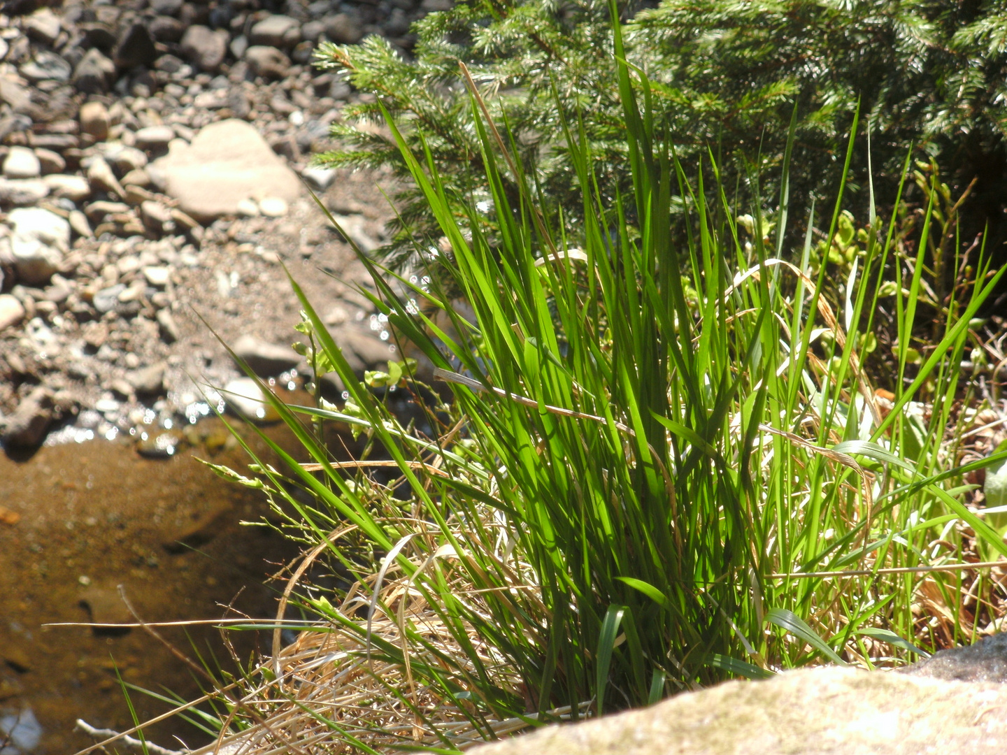 Das erste Grüne Gras Foto & Bild | pflanzen, pilze & flechten, gräser ...