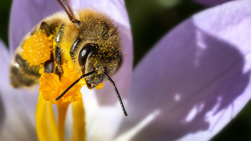 Das erste Makro Foto & Bild | makro, natur, macro Bilder auf fotocommunity