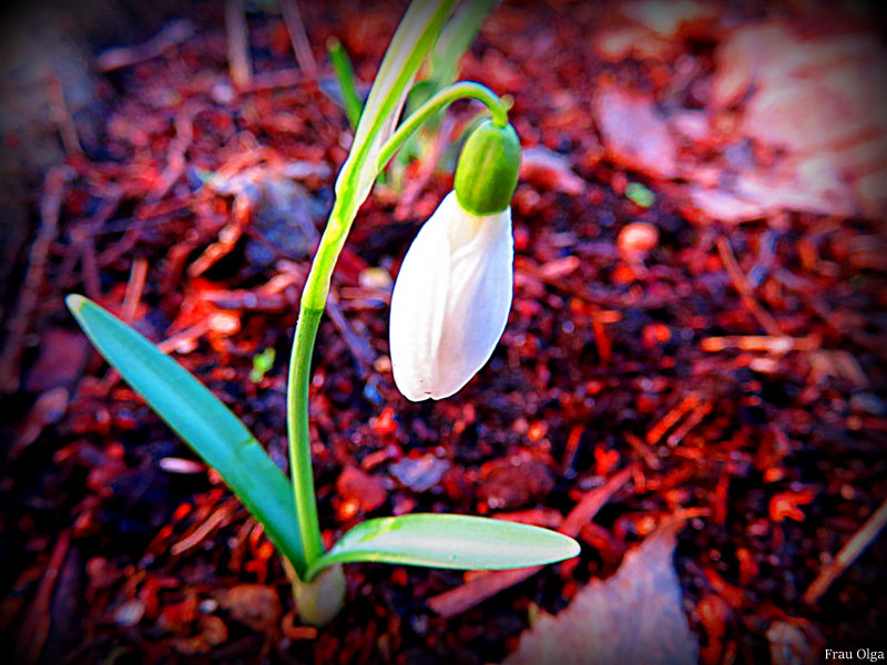 Das erste Schneeglöckchen Foto & Bild | fotos, spezial, winter Bilder ...