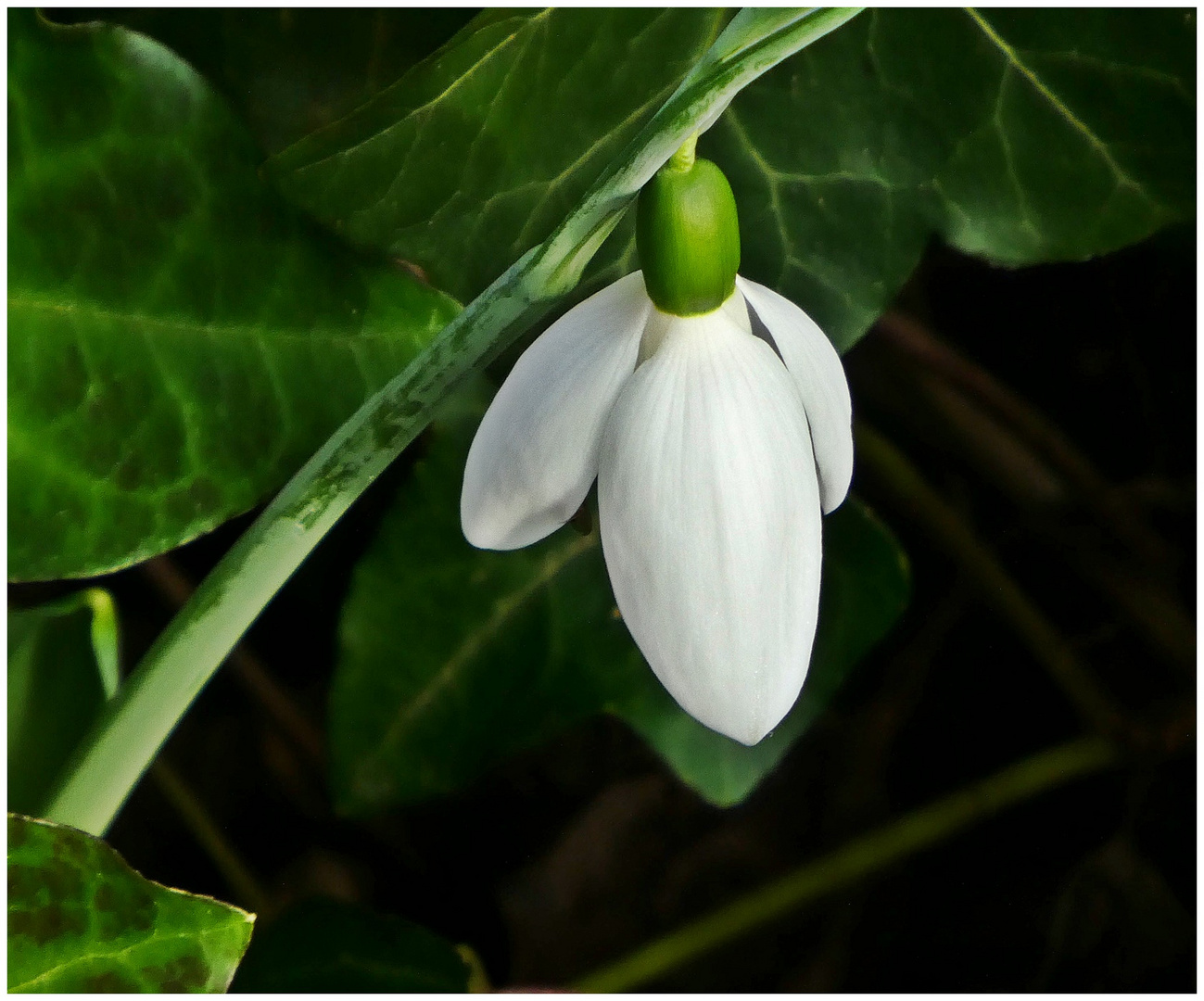 Das erste Schneeglöckchen ... Foto & Bild | natur, pflanzen, frühblüher ...