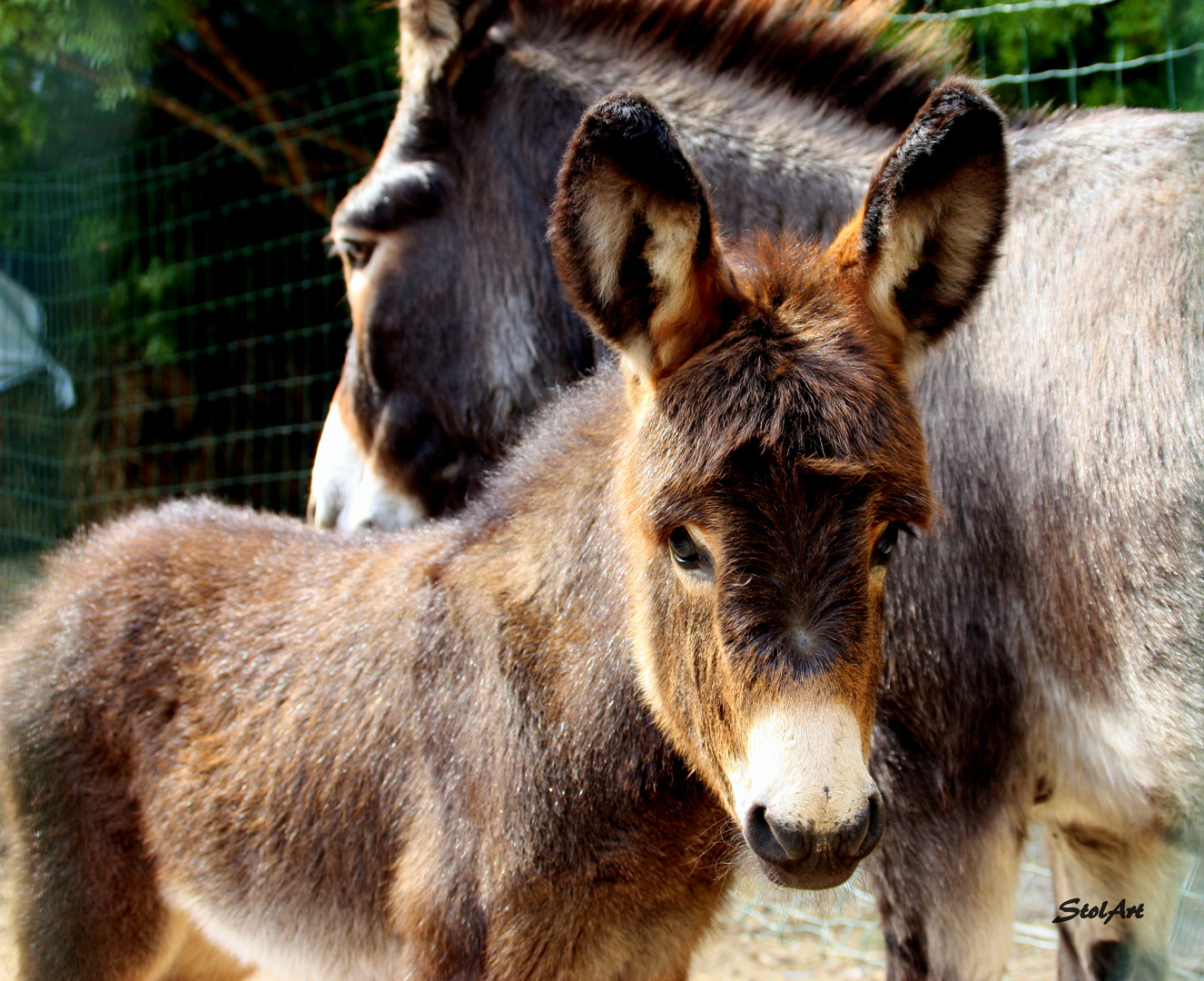 Das Eselbaby Foto & Bild | tiere, tierkinder, natur Bilder auf ...