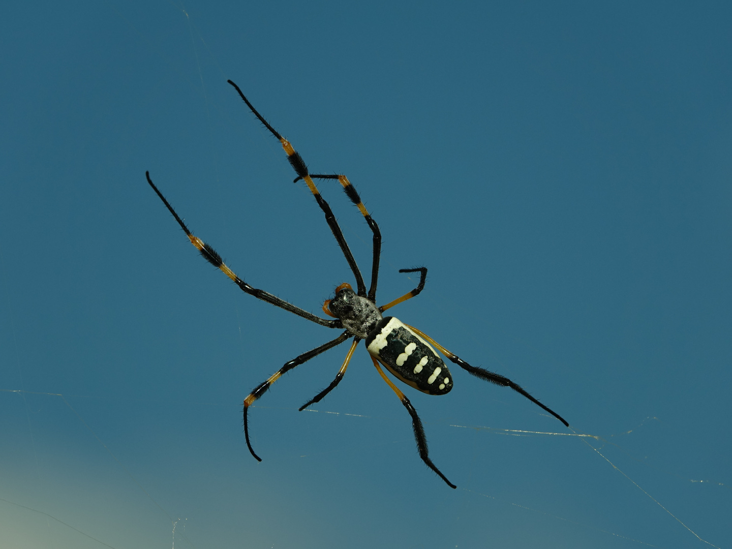 Das (fast) unsichtbare Netz Foto & Bild | tiere, wildlife, spinnen ...