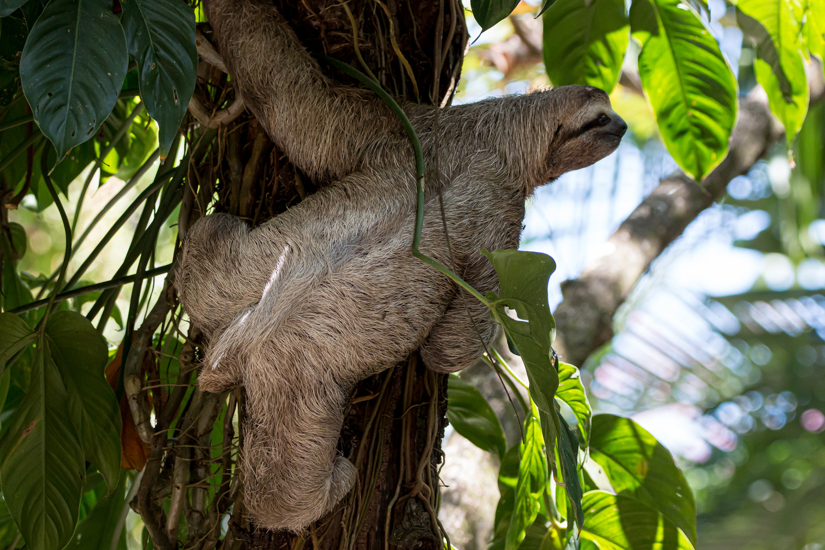 Das Faultier als Nationalsymbol Costa Ricas Foto & Bild | world, natur ...