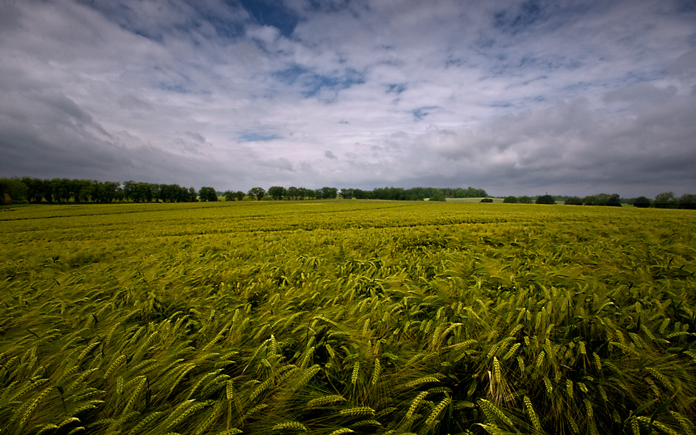 das Feld Foto & Bild | deutschland, europe, schleswig- holstein Bilder ...
