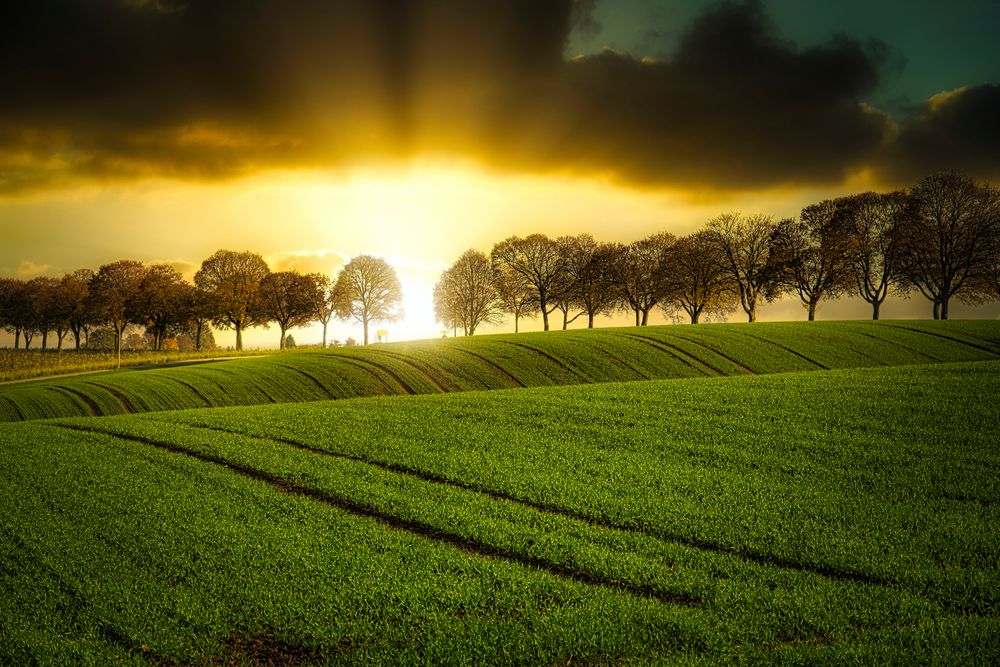 Das Feld Foto & Bild | landschaft, outdoor, licht Bilder auf fotocommunity