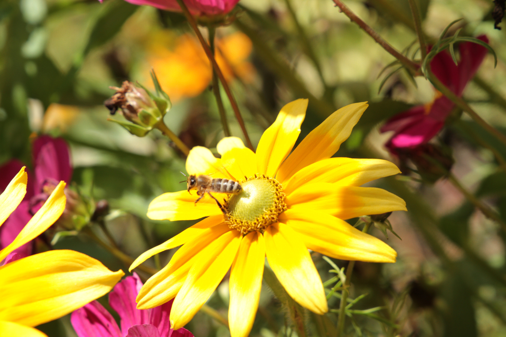 Das fleißige Bienchen Foto & Bild | tiere, wildlife, insekten Bilder ...