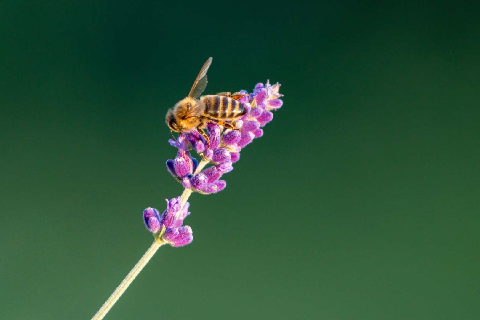 Das fleißige Bienchen Foto & Bild | tiere, wildlife, insekten Bilder ...