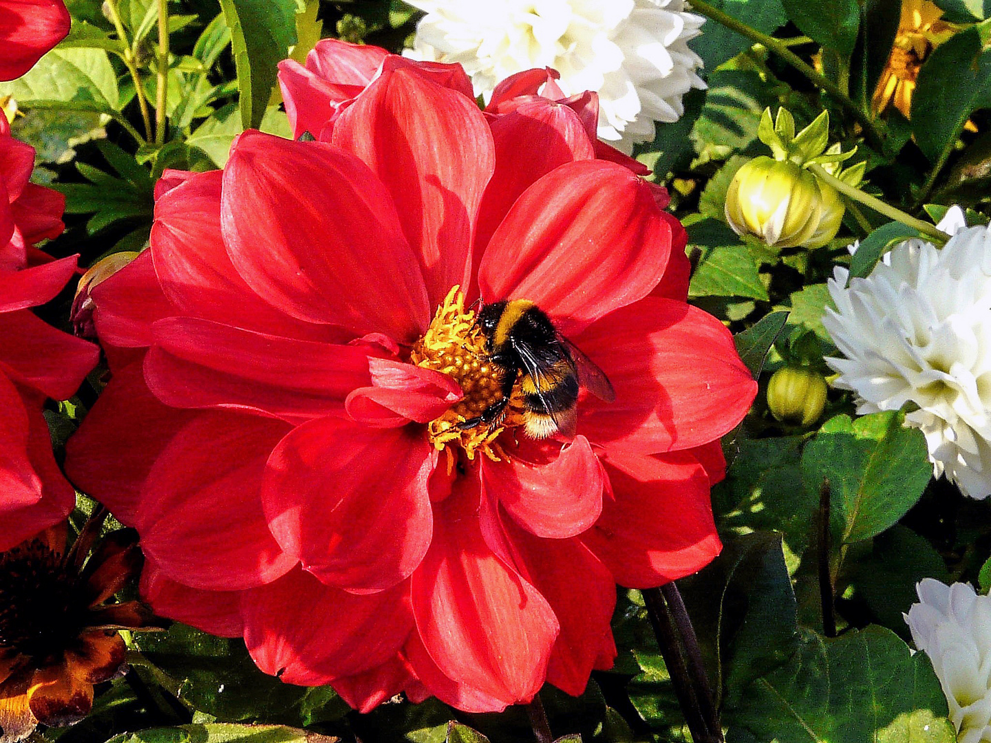 Das fleissige Bienchen Foto & Bild | tiere, wildlife, insekten Bilder ...