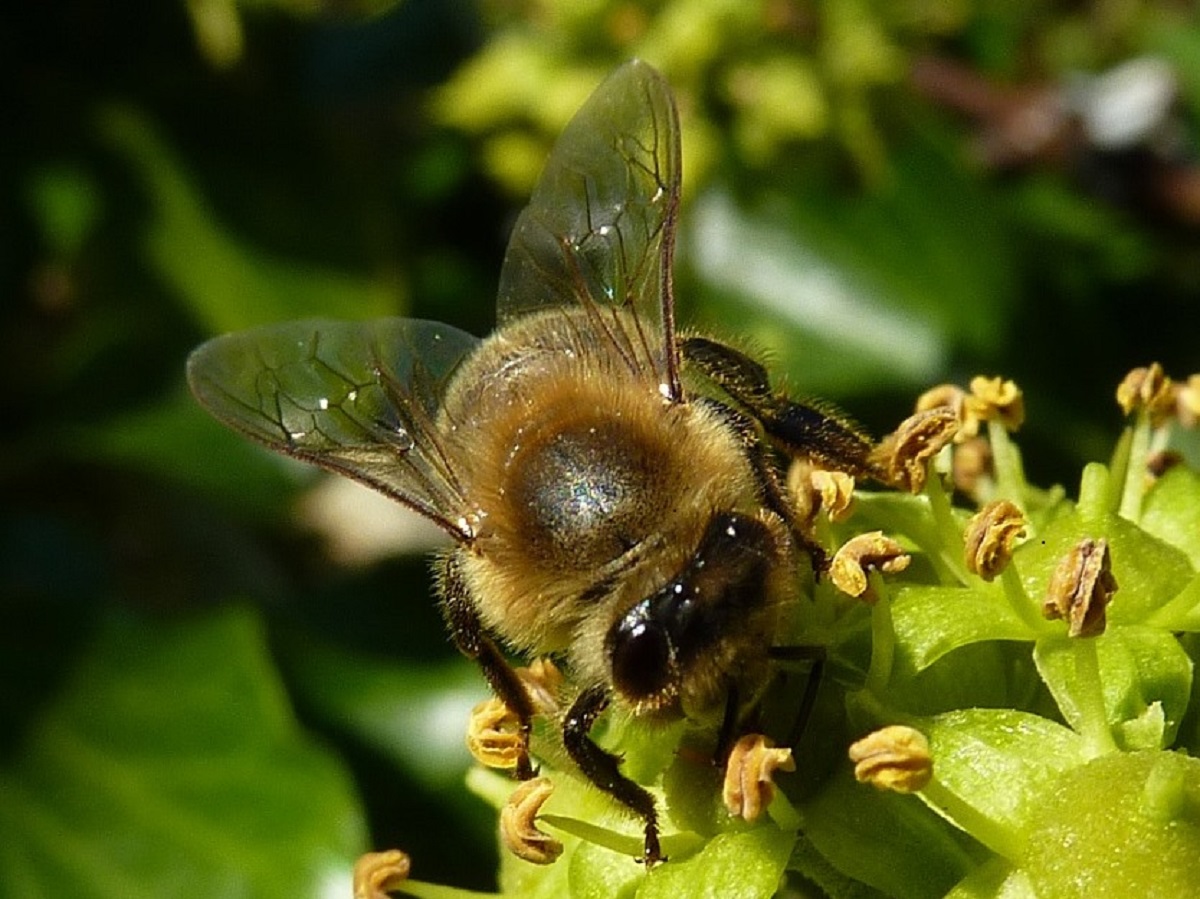 "Das fleißige Bienchen" Foto & Bild | fotos, natur, herbst Bilder auf ...