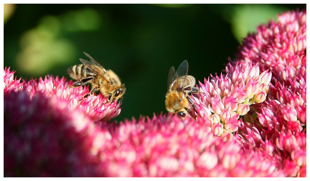 das fleißige Bienchen Teil 2 Foto & Bild | tiere, wildlife, insekten ...