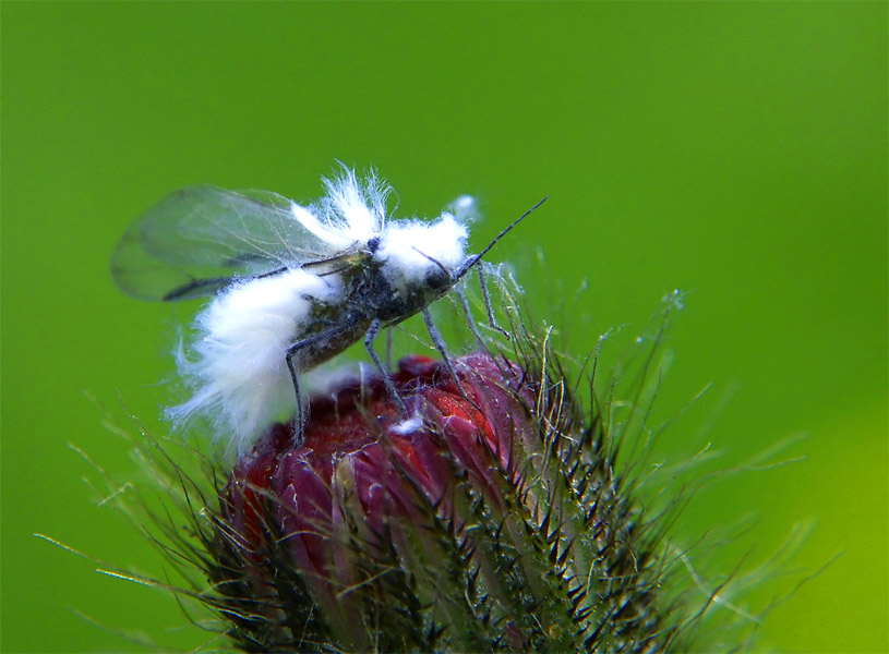 Das Flummsel ... Foto & Bild | tiere, wildlife, insekten Bilder auf ...