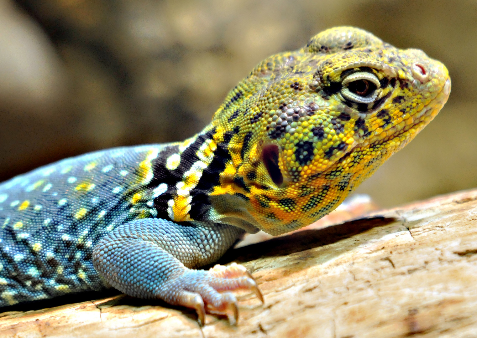 Das Foto der Echse als Ausschnitt Foto & Bild | natur, zoo, tierpark ...