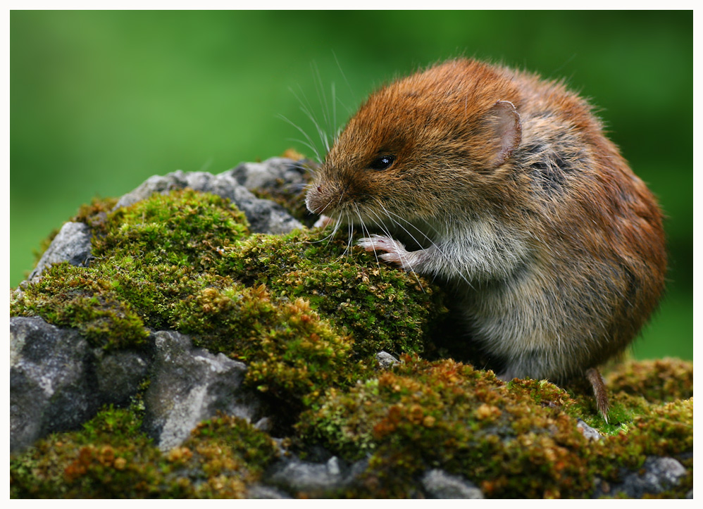 Das Foto mit der Maus Foto & Bild | tiere, wildlife, säugetiere Bilder ...