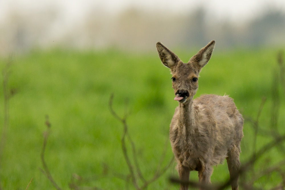 Das freche Reh 3/3 Foto & Bild | tiere, wildlife, säugetiere Bilder auf ...