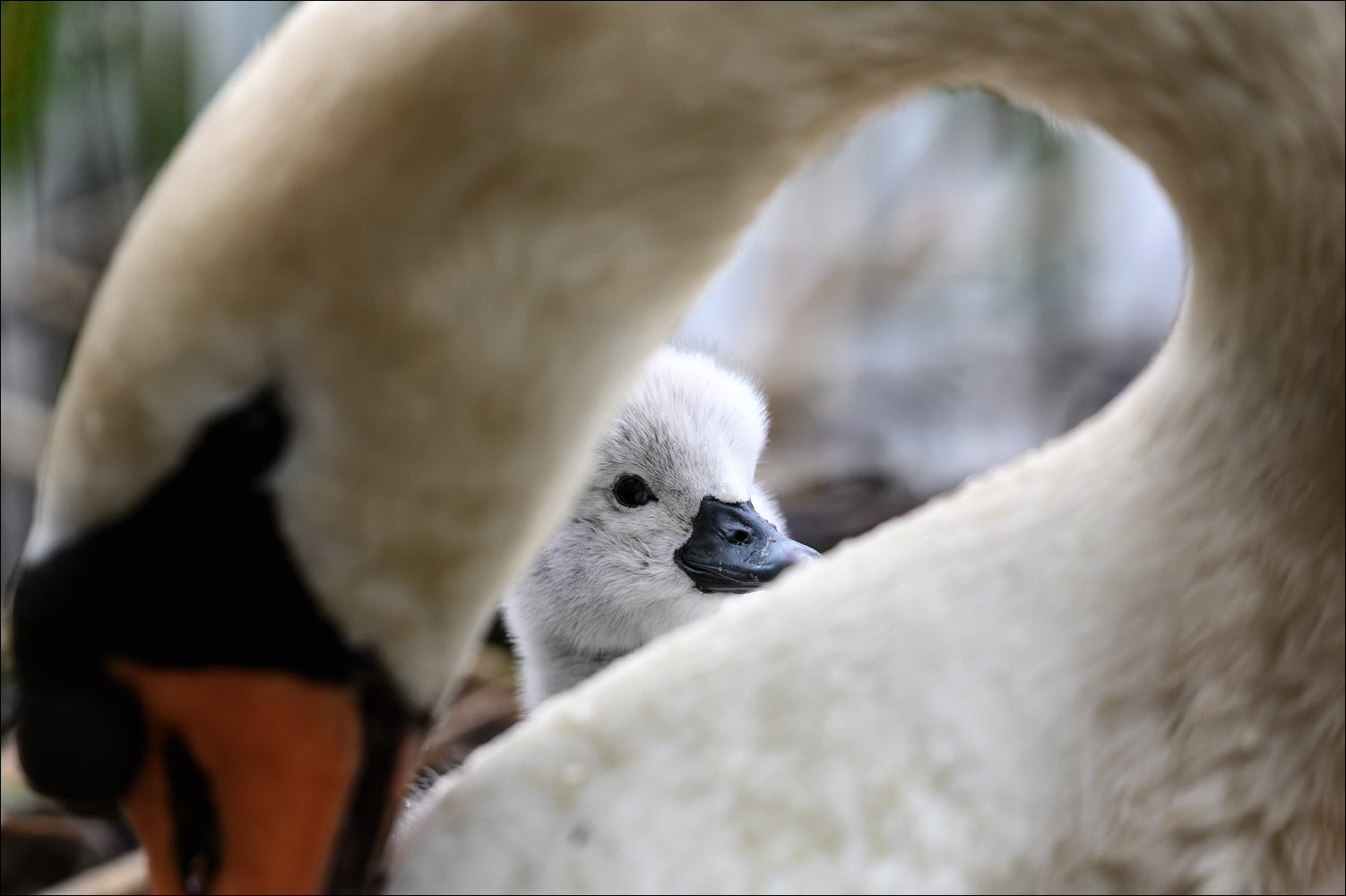 Das freche Schwanenküken Foto & Bild | quatsch, fun und rätselecke ...