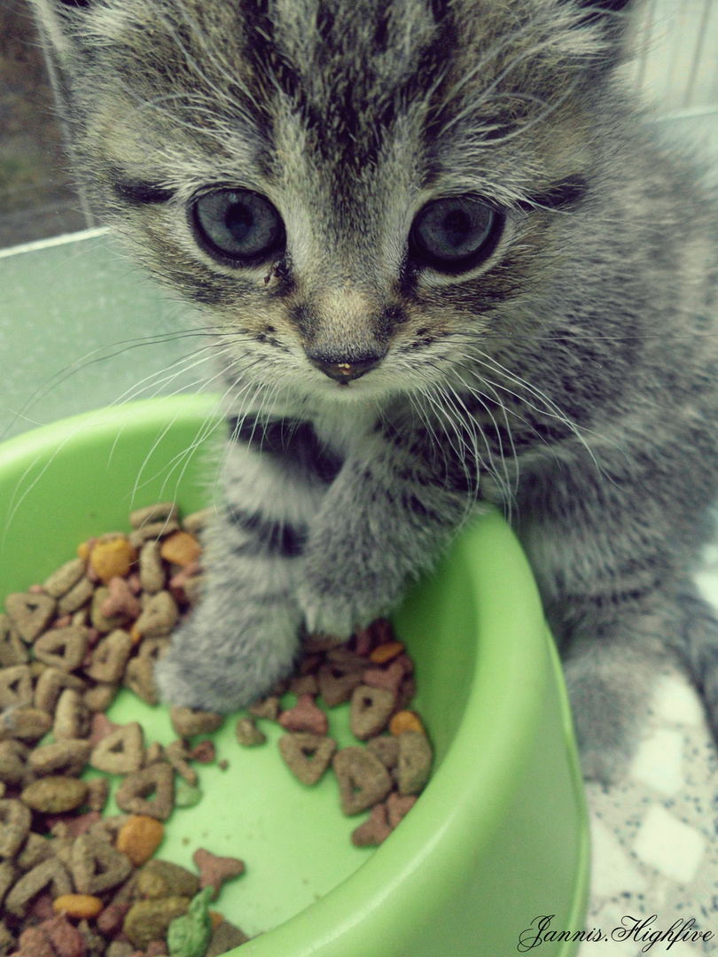 Das Futter Foto & Bild | sonstiges, quatsch & fun, katze cat futter ...