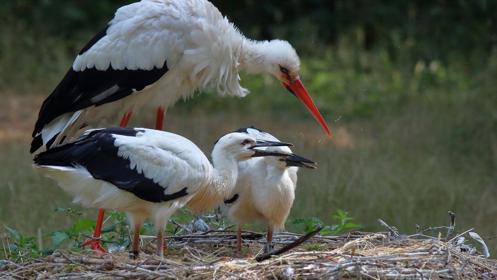 Das Futter frisch geschüttelt für die Kleinen Foto & Bild | fotos ...