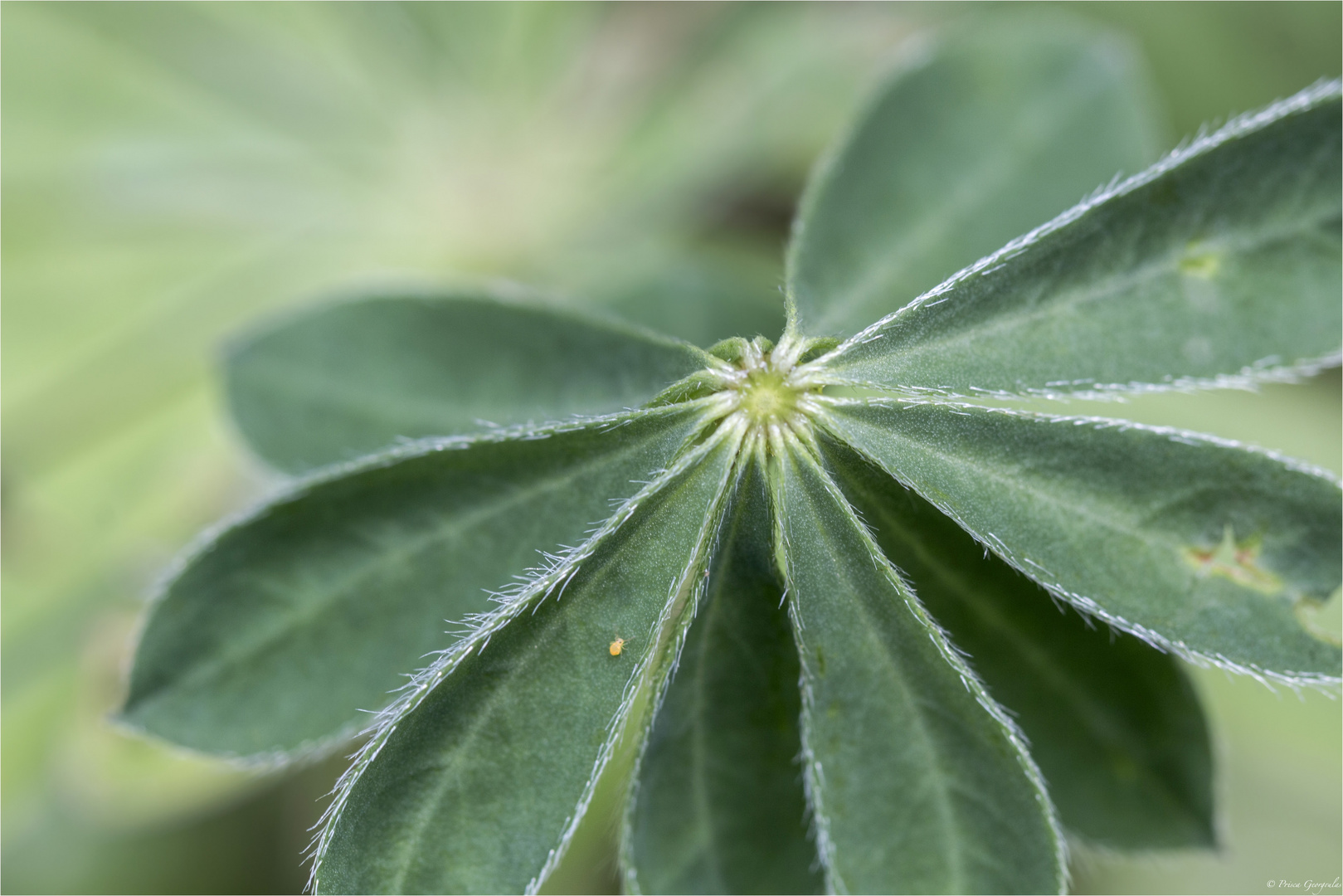 Das ganze Blatt ... Foto & Bild | pflanzen, pilze & flechten, aus ...