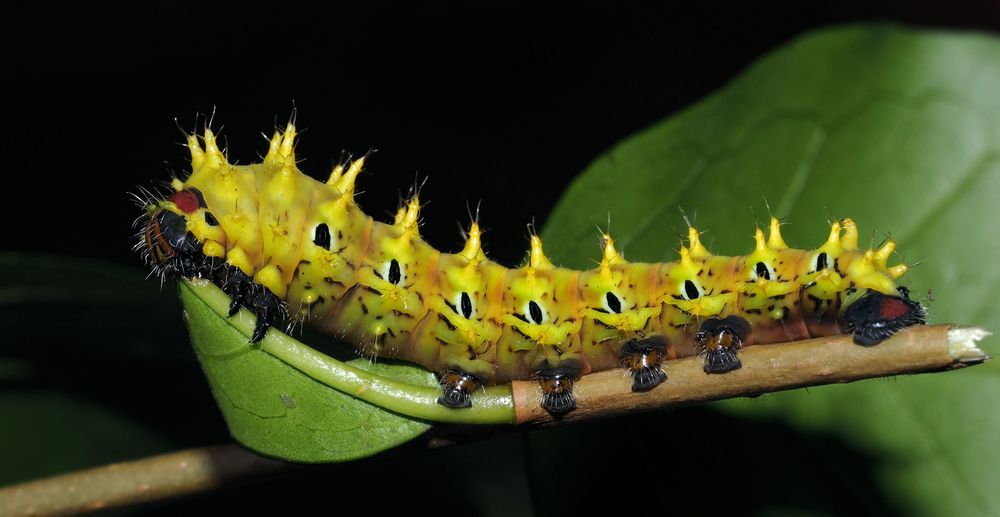 Das gelbe Ding ... Foto & Bild | natur, insekt, insekten Bilder auf ...