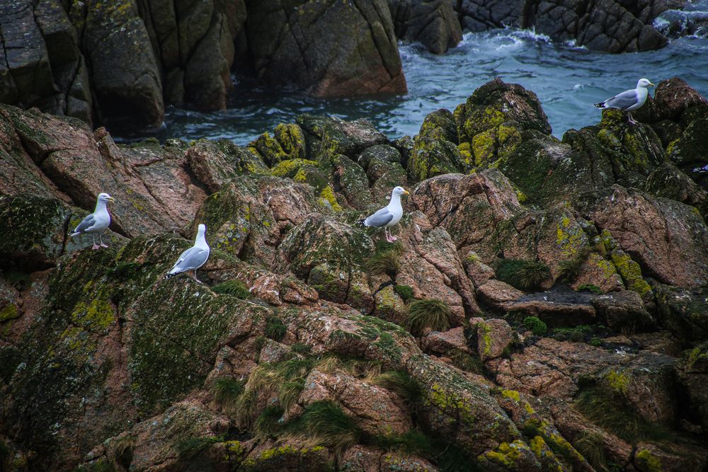 Das Geschrei der vielen.... Foto & Bild | world, scotland, europe ...