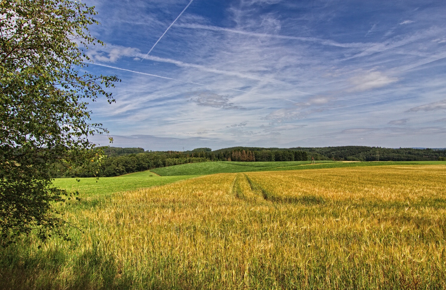 Das Getreidefeld Foto & Bild | deutschland, europe, nordrhein ...