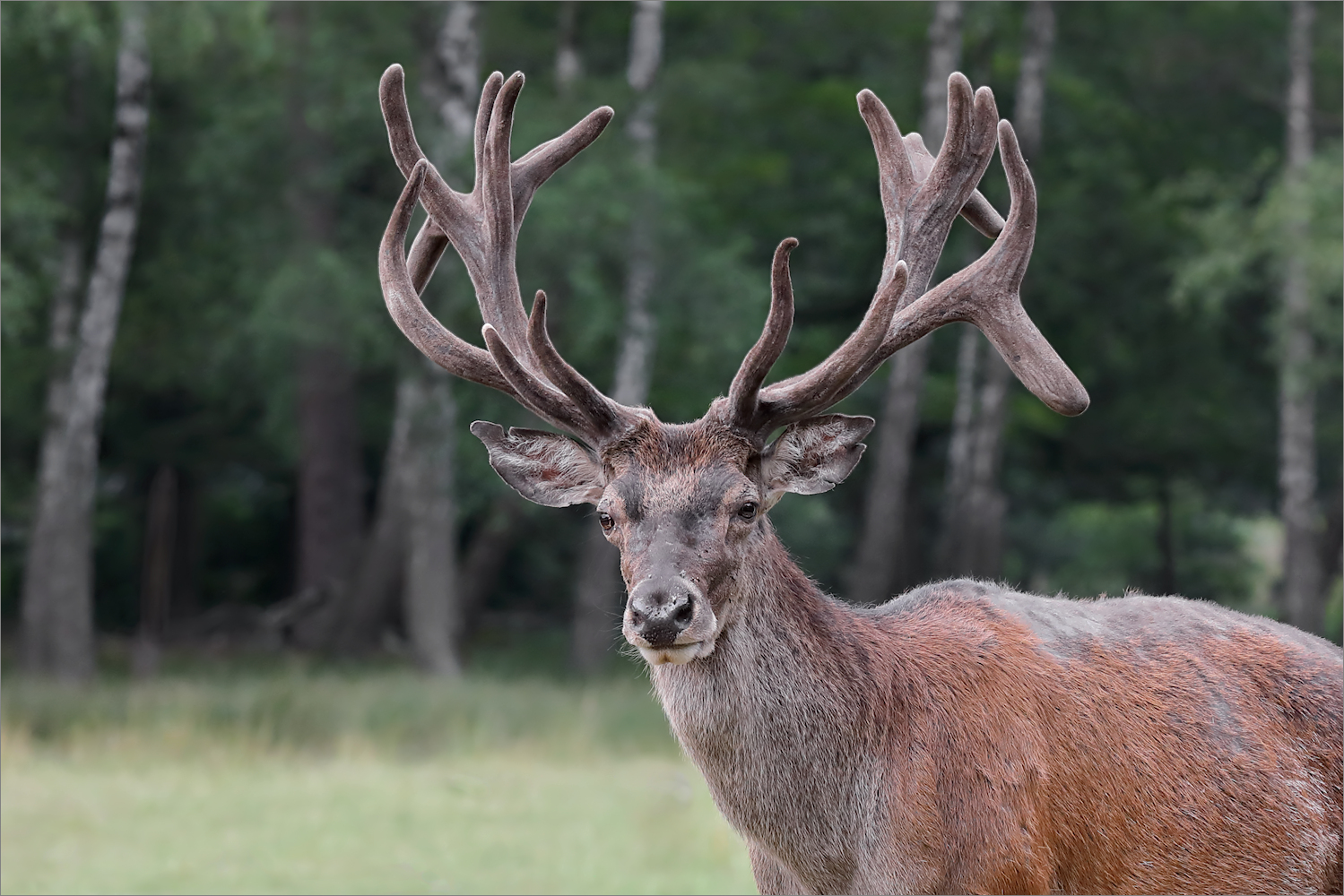 Das Geweih ... Foto & Bild | natur, tiere, hirsch Bilder auf fotocommunity
