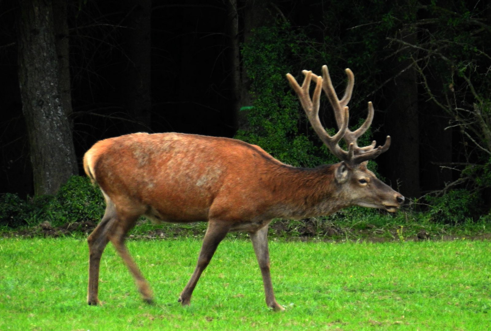 Das Geweih ist Anfang Juni schon weit entwickelt Foto & Bild | natur ...