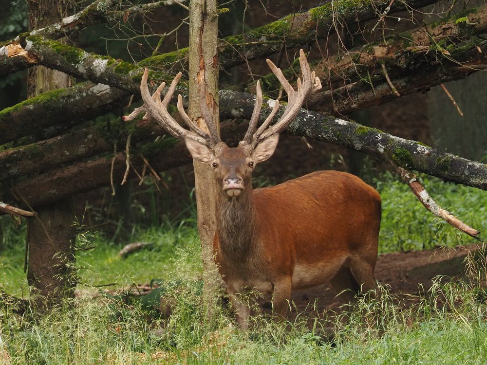 Das Geweih ist fertig Foto & Bild | natur, tiere, wildlife Bilder auf ...