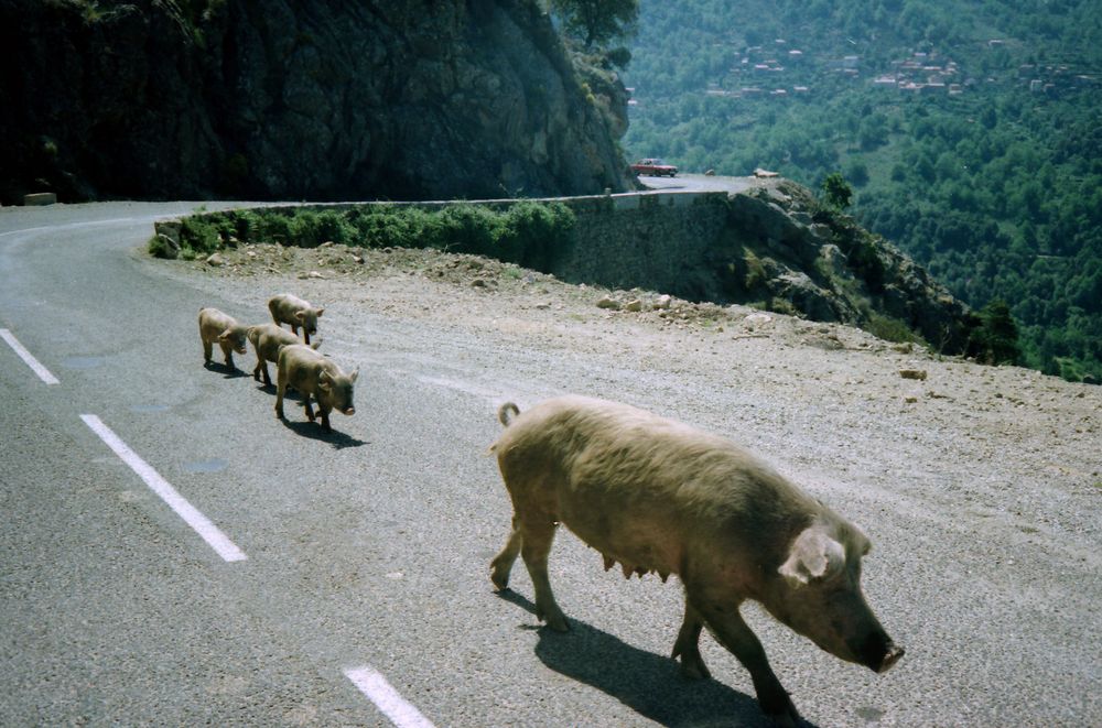 Das Glücksschwein und seine Ferkel Foto & Bild | europe, france, tiere ...