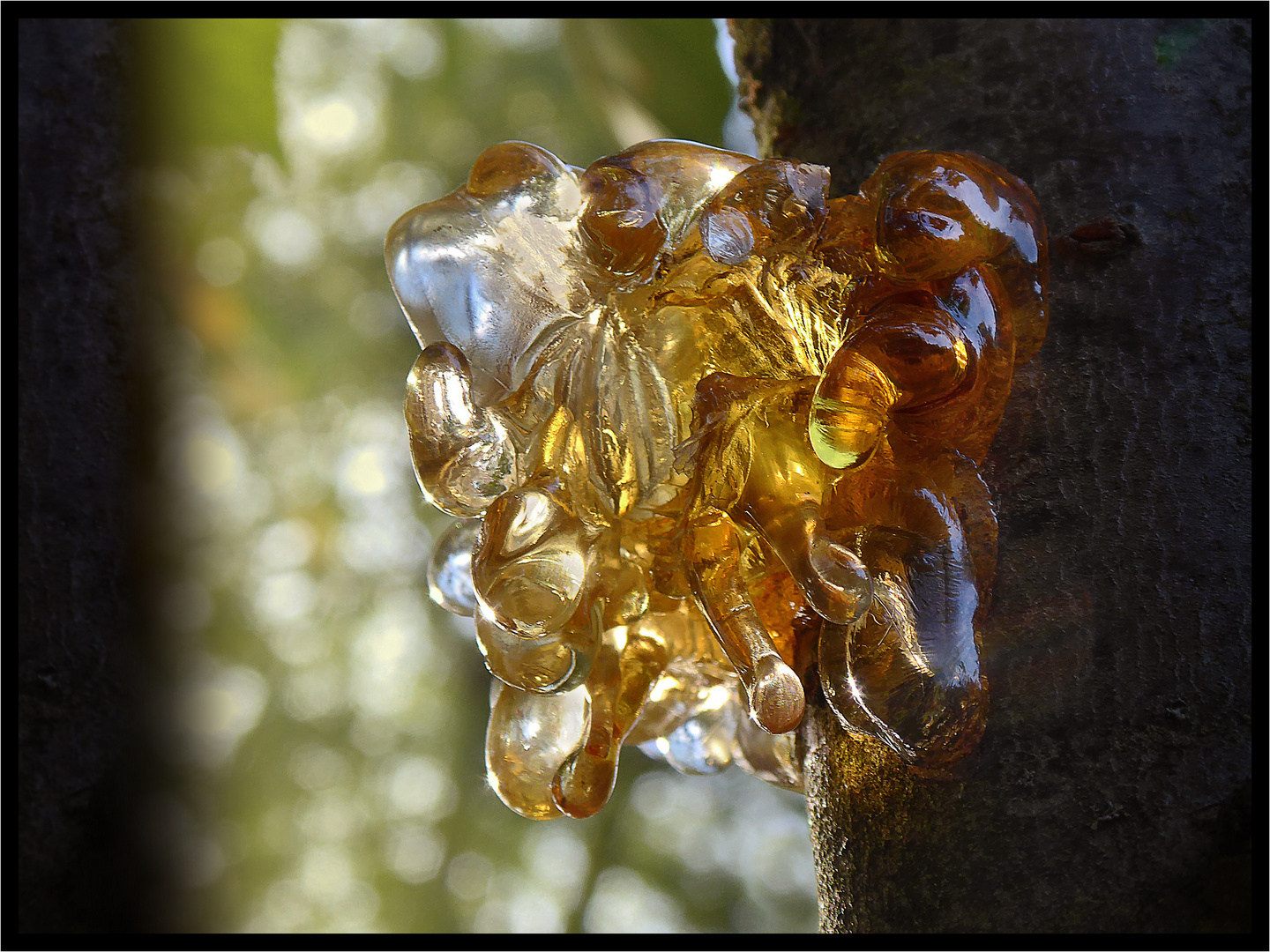 Das Gold ... Foto & Bild | gold, leuchten, harz Bilder auf fotocommunity