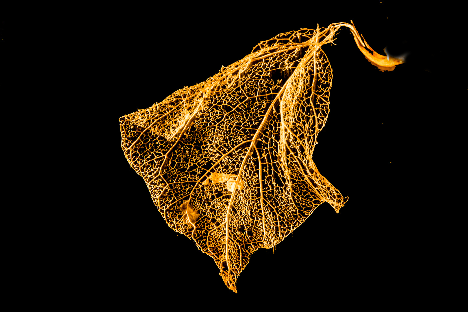 Das Goldene Blatt Foto & Bild | natur, gold, efeu Bilder auf fotocommunity