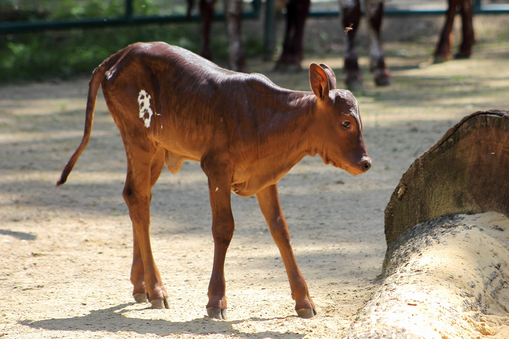Das goldene Kalb I Foto & Bild | tiere, tierkinder, hornträger Bilder ...