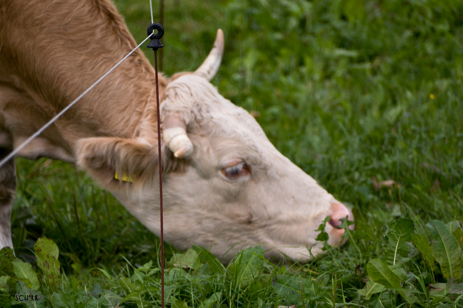 Das Gras ist auf der anderen Seite immer grüner! Foto & Bild | wiese ...
