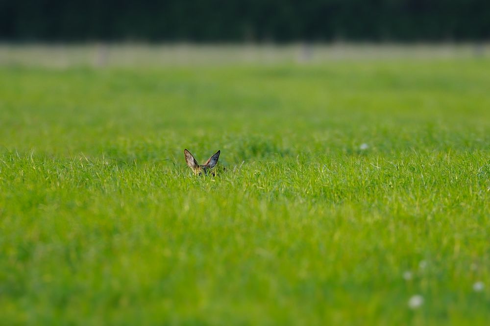 Das Gras wächst. Foto & Bild | tiere, wildlife, säugetiere Bilder auf ...