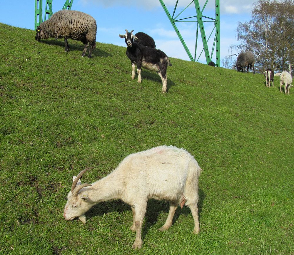 das Gras wird kurz gehalten ... Foto & Bild | landschaften, bäume, baum ...