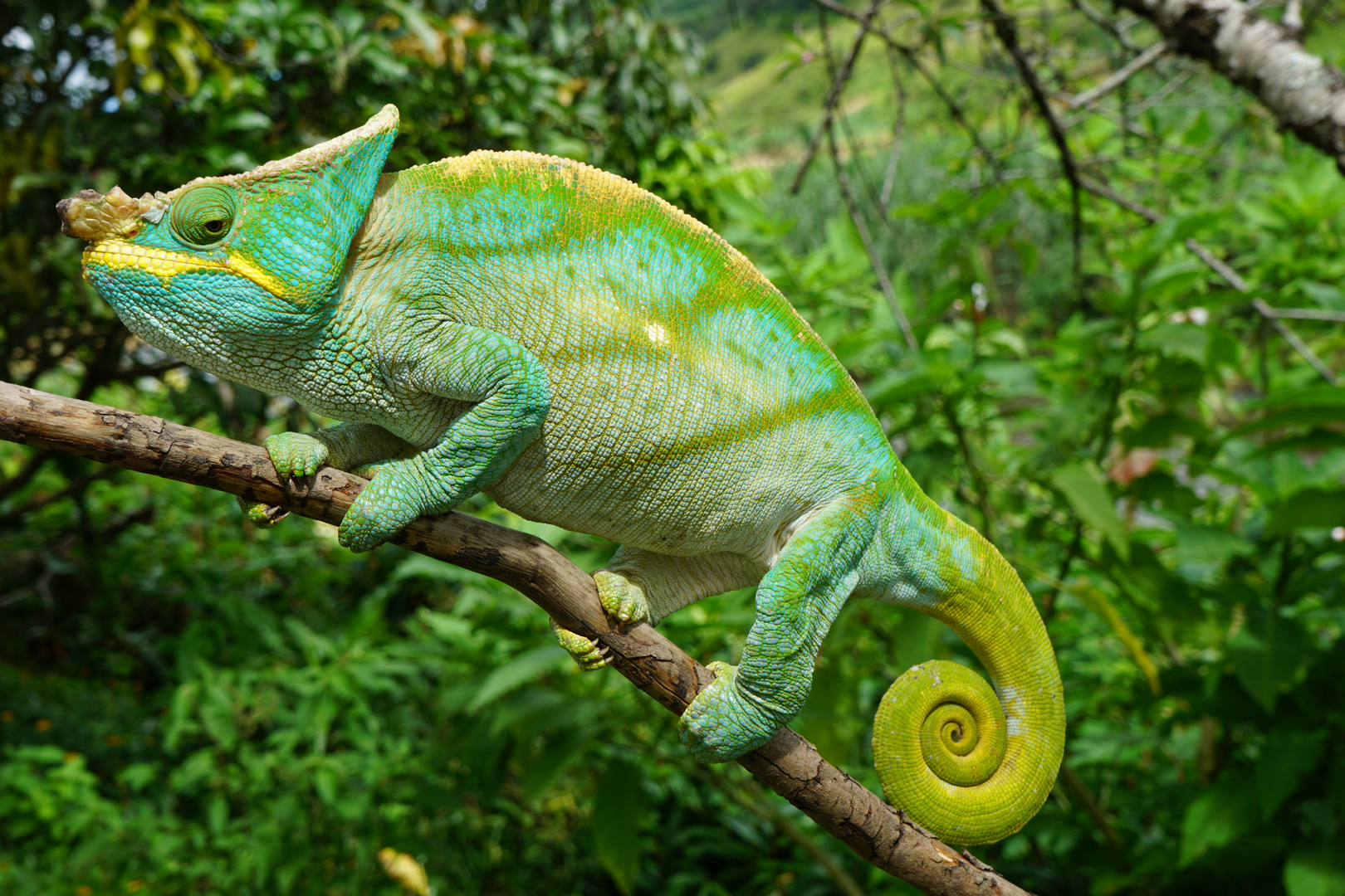 Das grösste Chamäleon Madagaskars Foto & Bild | tiere, natur, wildlife ...