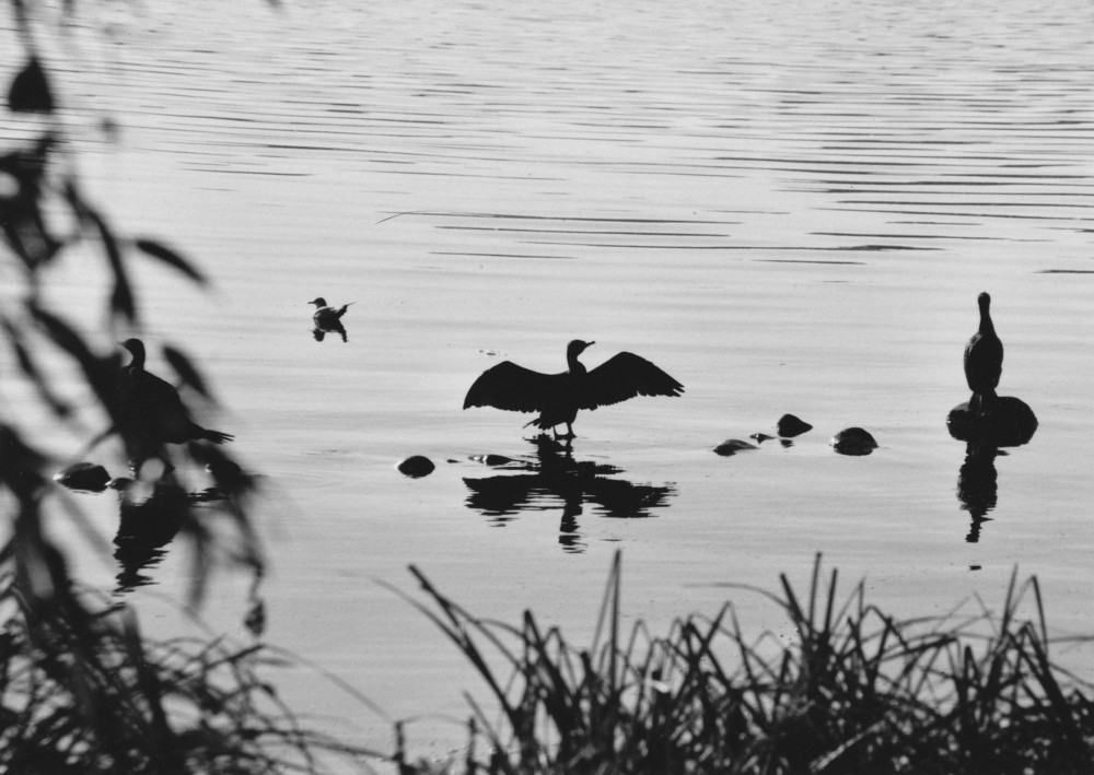 Das grosse Flattern Foto & Bild | tiere, spuren von tieren, natur ...